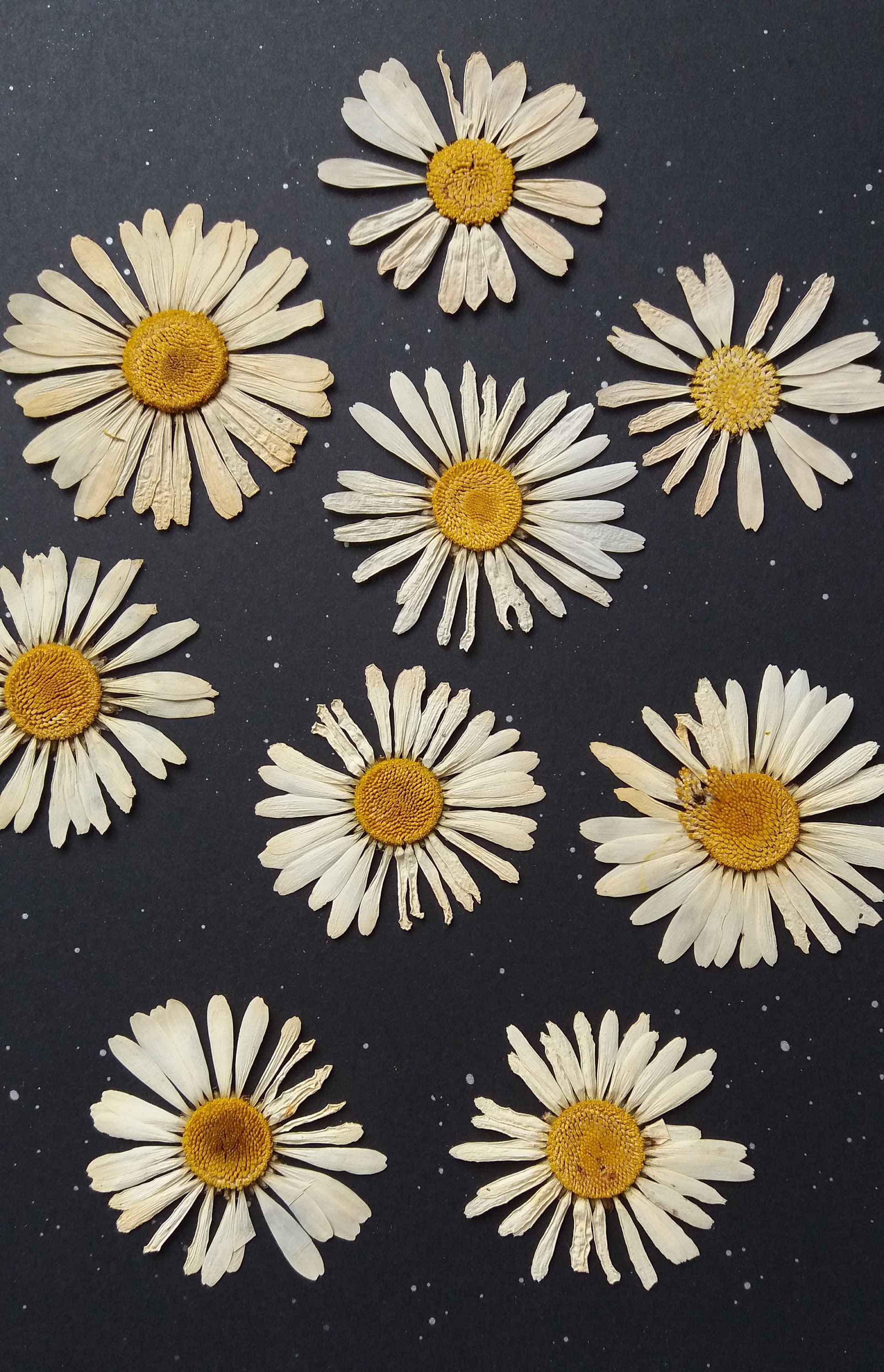 Wild Daisy Flower for Framing. Pressed White Daisy for Flower Craft ...