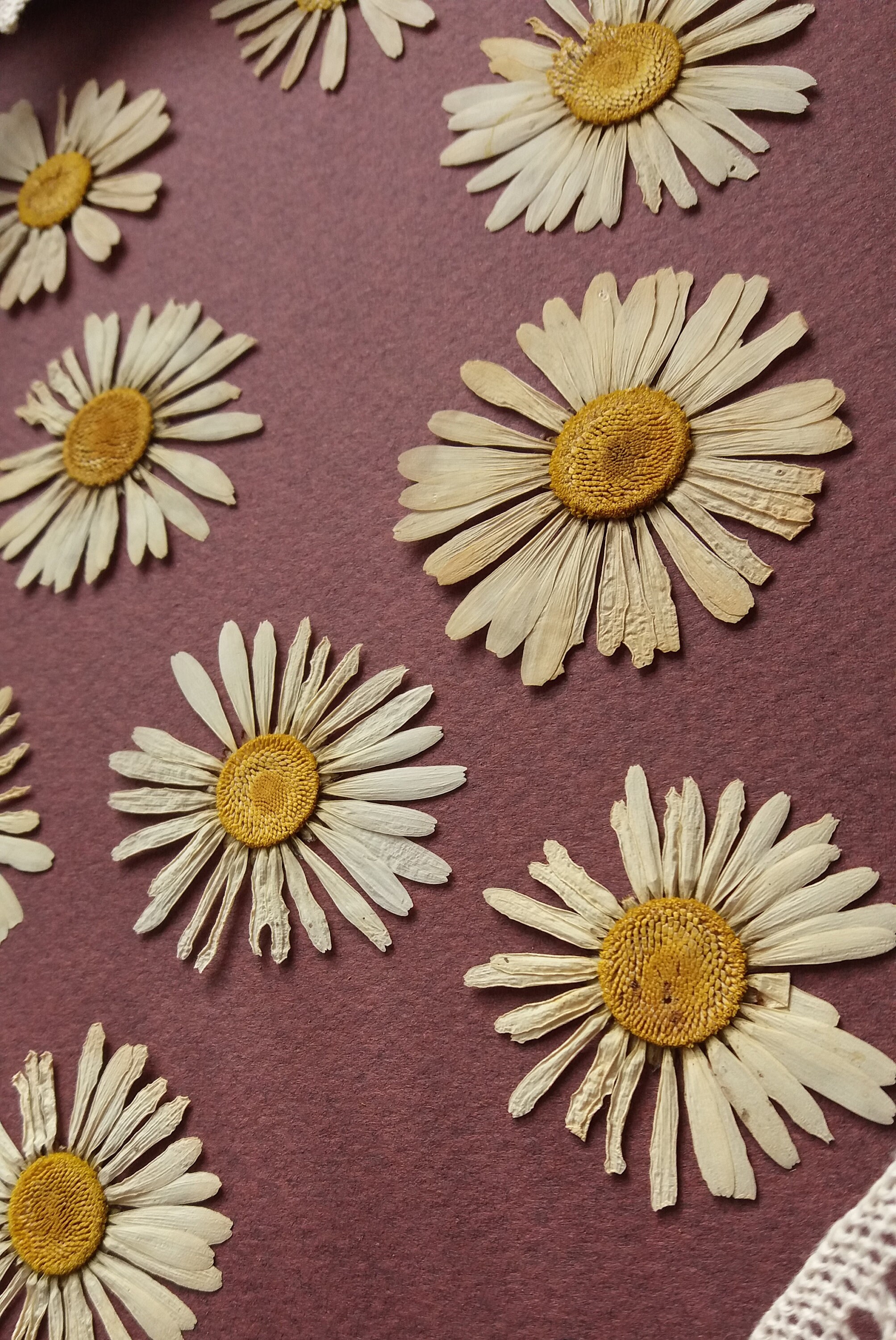 Wild Daisy Flower for Framing. Pressed White Daisy for Flower Craft ...