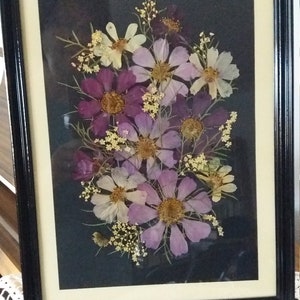 Real Pressed Cosmos Flower for Framing. Large Cosmos Flower Mix Color ...