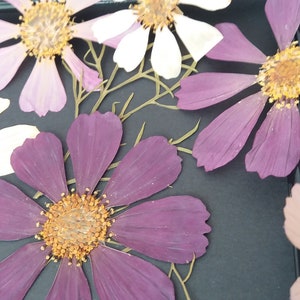 Real Pressed Cosmos Flower for Framing. Large Cosmos Flower Mix Color ...