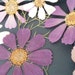 Real Pressed Cosmos Flower for Framing. Large Cosmos Flower Mix Color ...