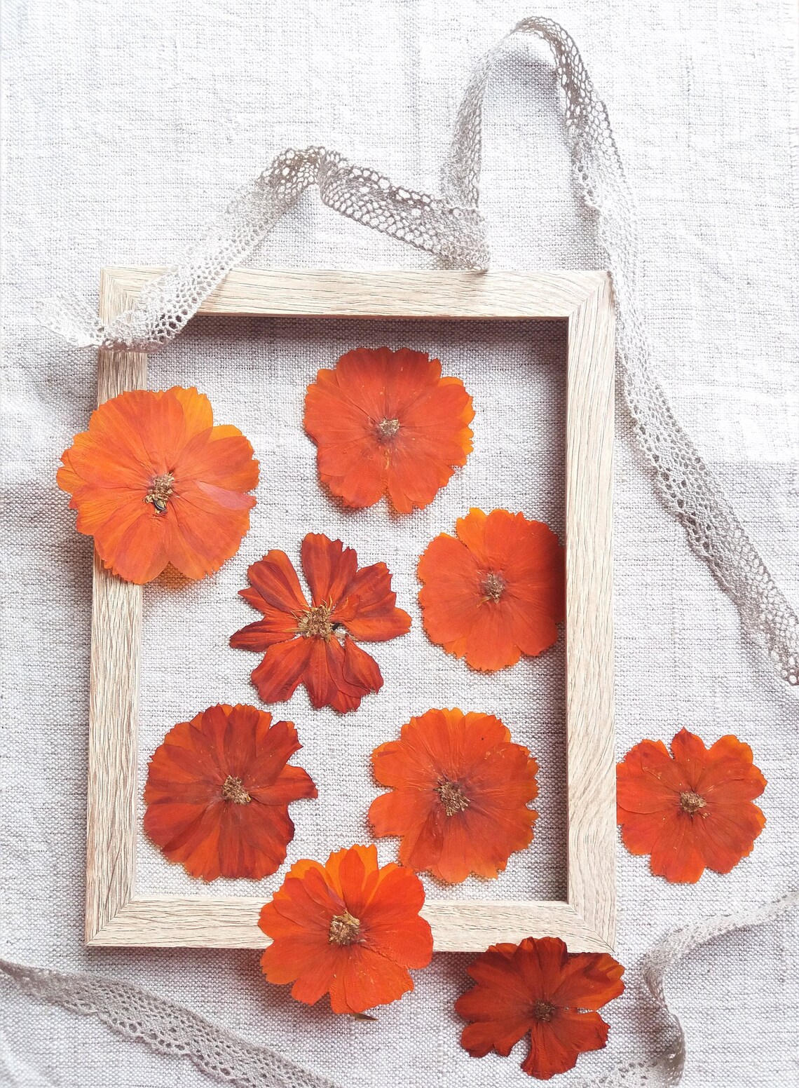 Pressed orange Cosmos flower. Natural dried flower for craft | Etsy