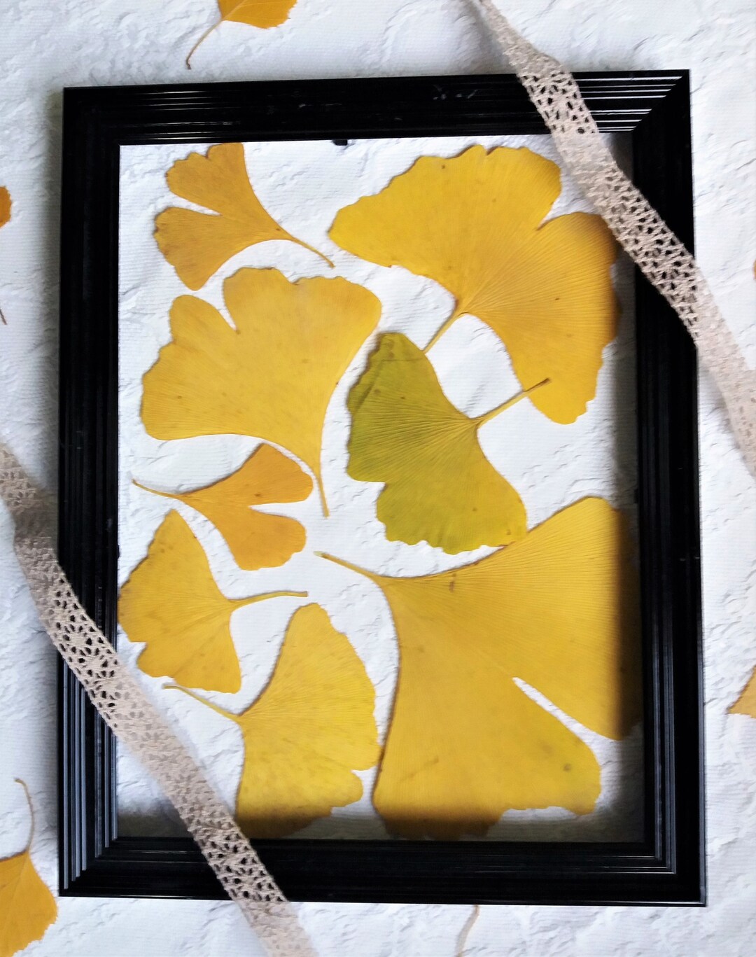 Gingko Leaves. Pressed Yellow Gingko Leaves. Yellow Fall Leaves. Gingko ...