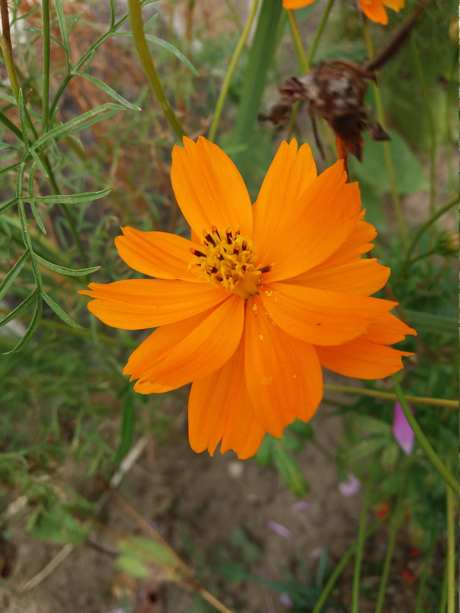 Pressed Orange Cosmos Flower. Natural Dried Flower for Craft Projects ...