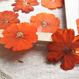 Pressed Orange Cosmos Flower. Natural Dried Flower for Craft Projects ...