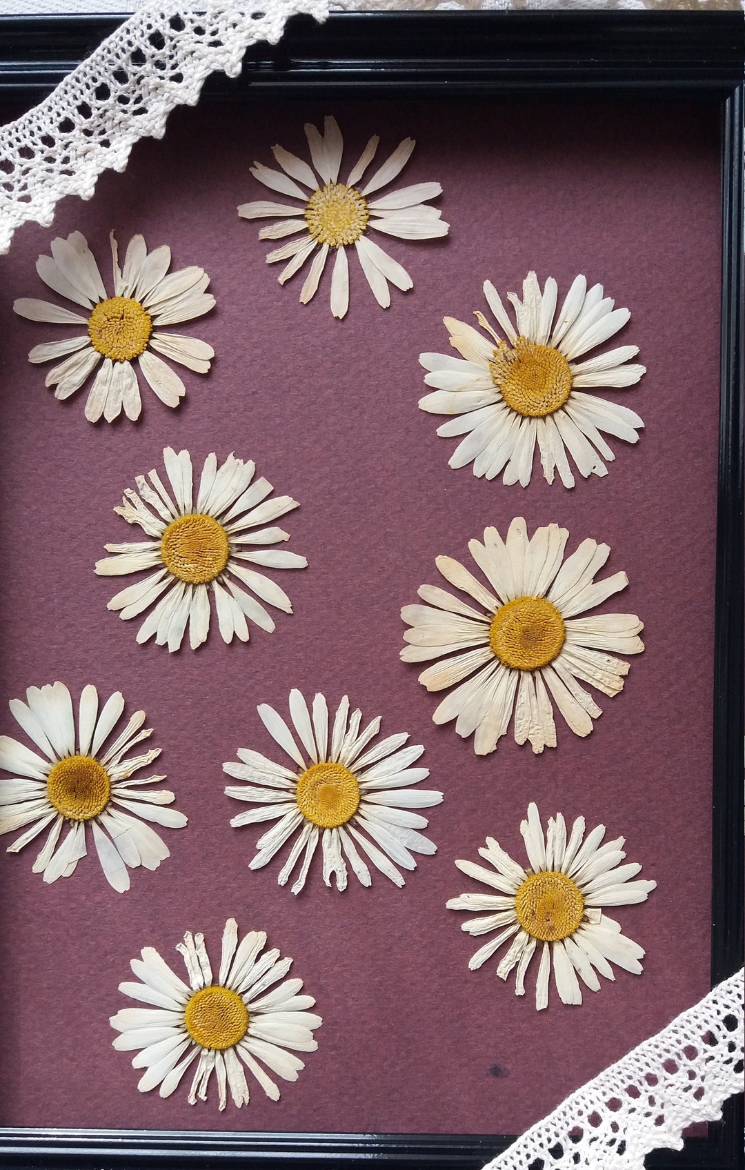 Wild Daisy Flower for Framing. Pressed White Daisy for Flower Craft ...
