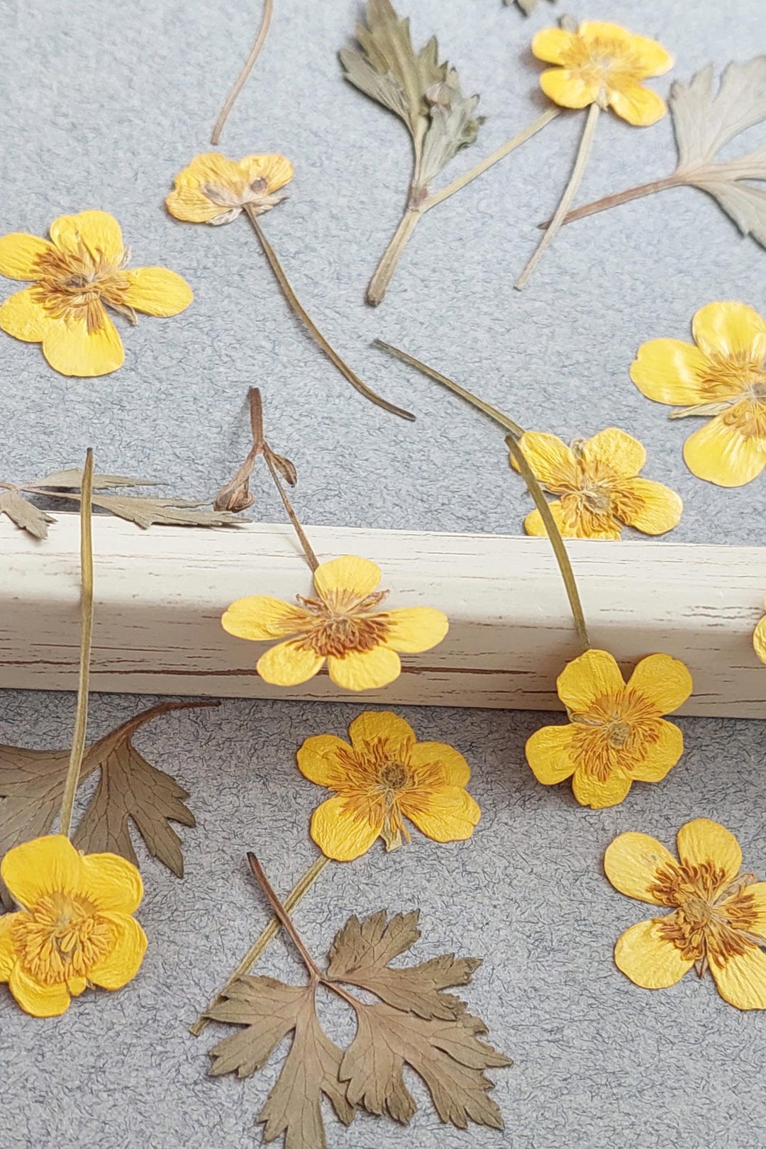 Pressed Buttercup Flower for Craft Projects. Yellow Wildflower for ...