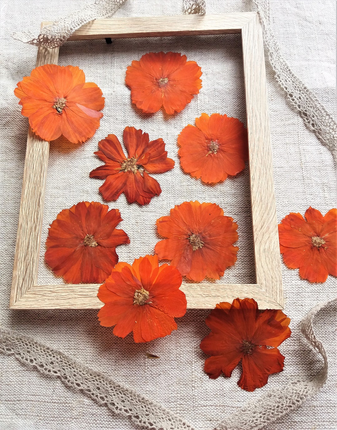 Pressed Orange Cosmos Flower. Natural Dried Flower for Craft Projects ...