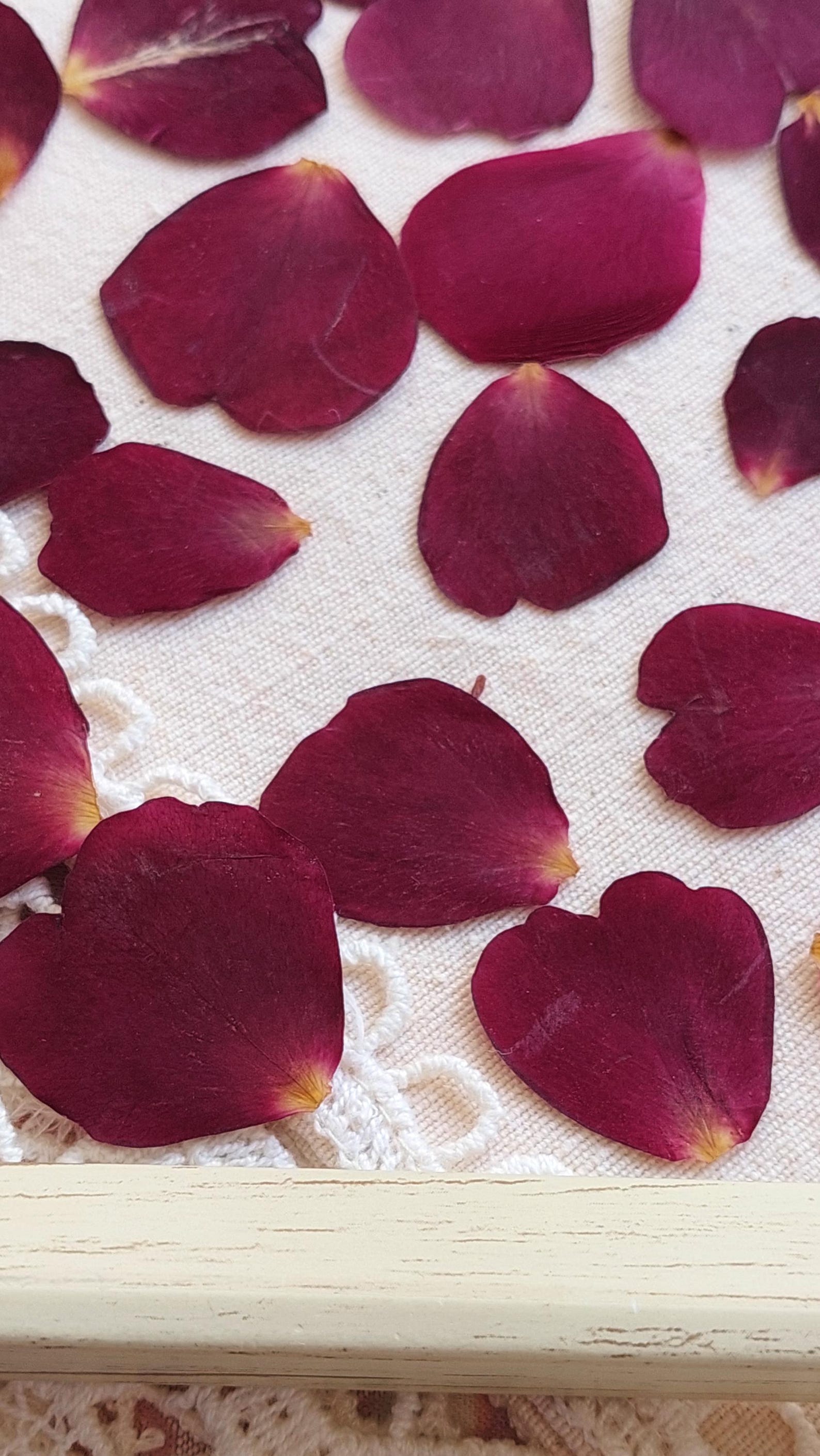 Pressed Red Rose Petals for Craft. Resin Jewelry Making Supply. Real ...
