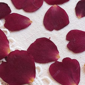Pressed Red Rose Petals for Craft. Resin Jewelry Making Supply. Real ...