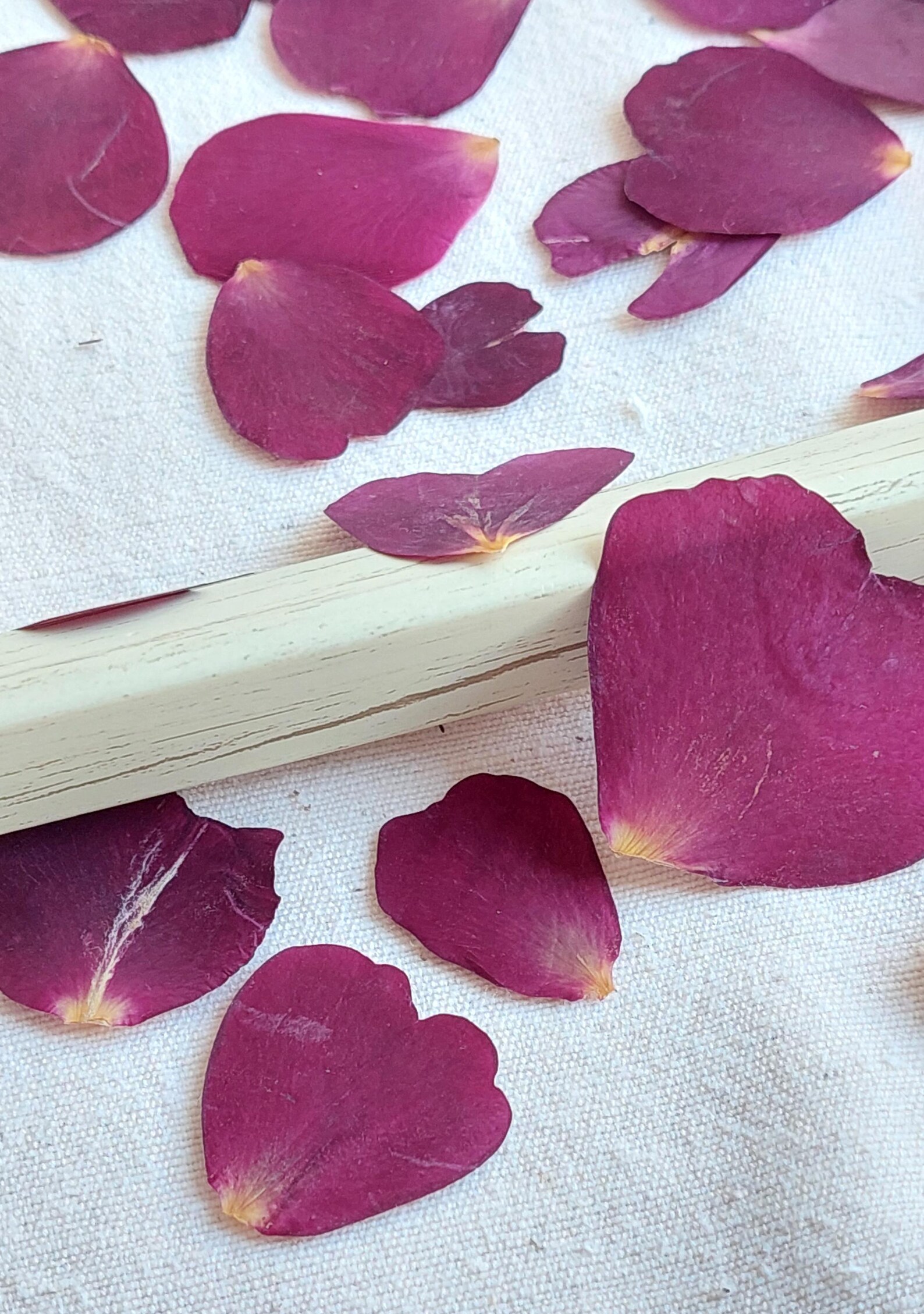 Pressed Red Rose Petals for Craft. Resin Jewelry Making Supply. Real ...