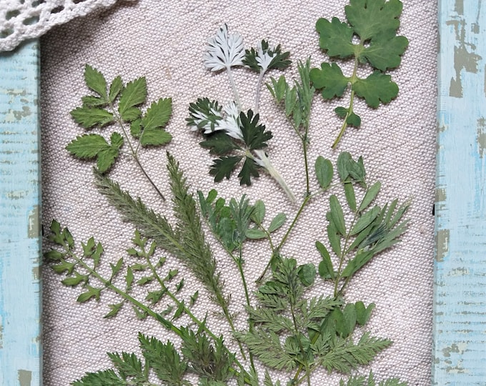 Various Pressed Greenery. Handpicked Small Plants for Crafting. Fresh ...