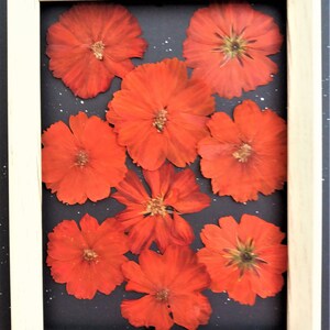 Pressed Orange Cosmos Flower. Natural Dried Flower for Craft Projects ...