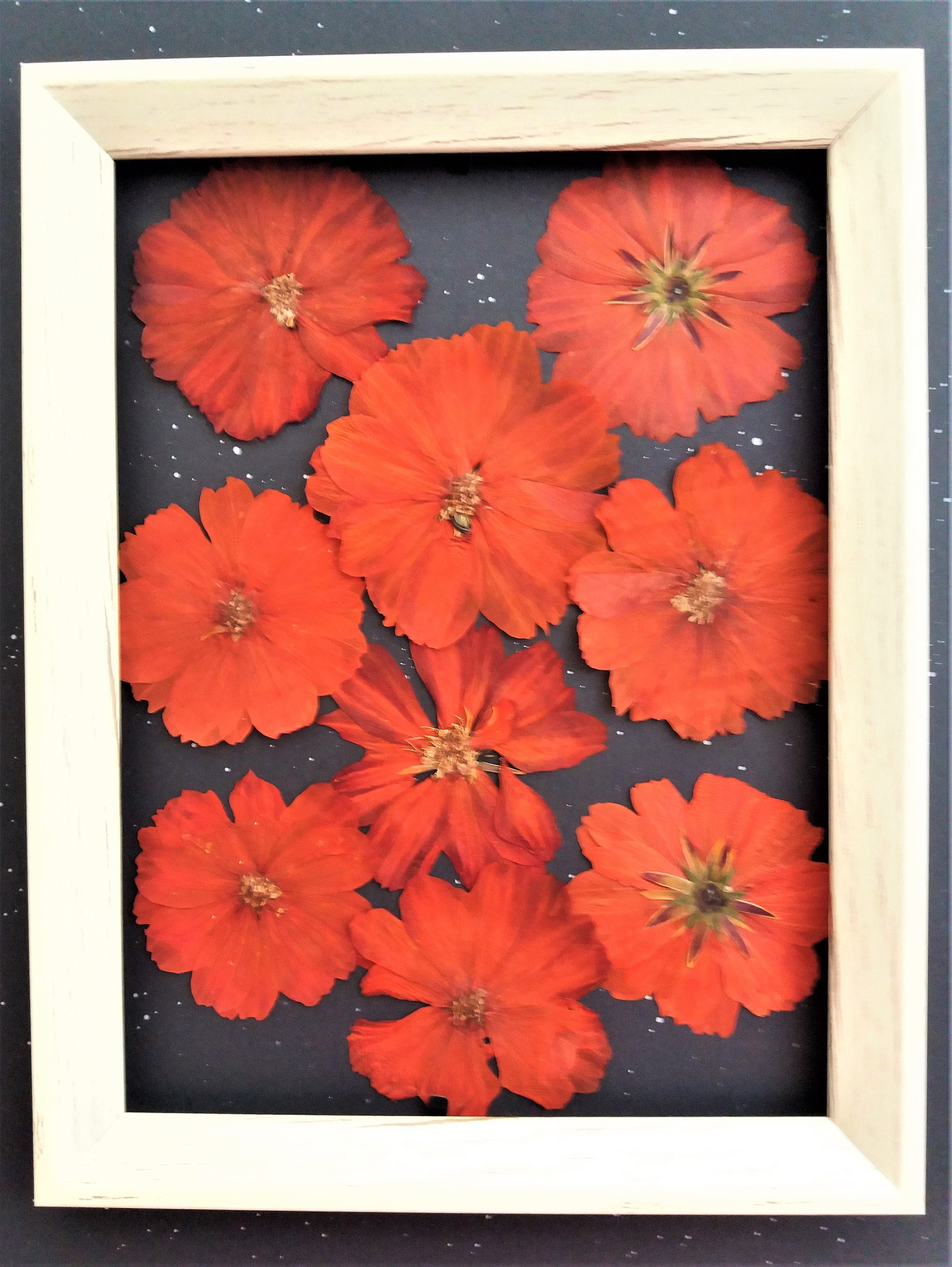 Pressed Orange Cosmos Flower. Natural Dried Flower for Craft Projects ...
