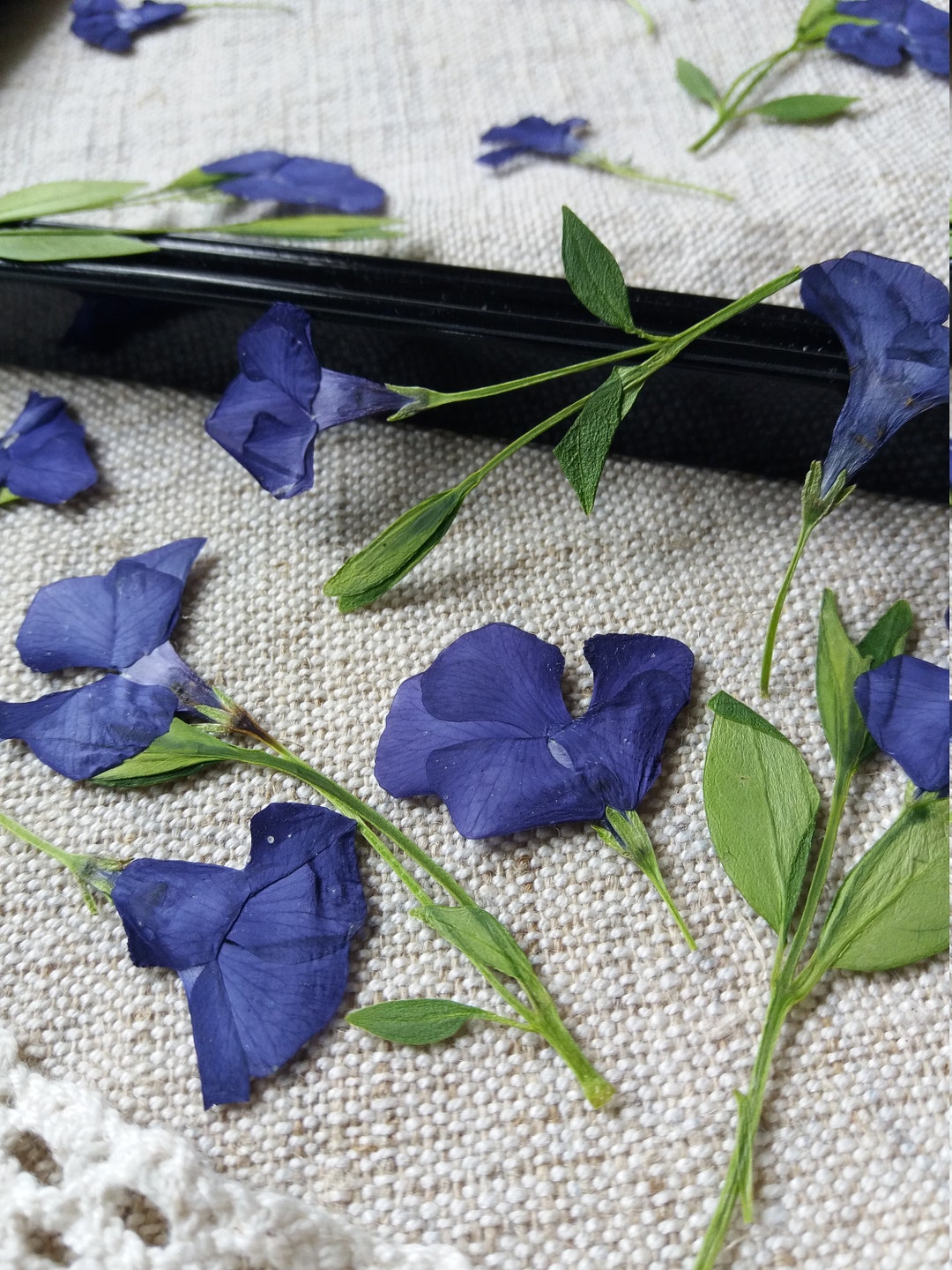 Blue Pressed Flower. Dried Vinca Minor Flower for Cards. Flower Supply ...