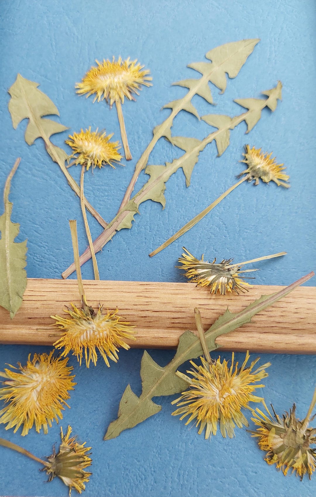 Pressed Dandelion Flowers and Leaves. Real Dried Flowers for Craft ...