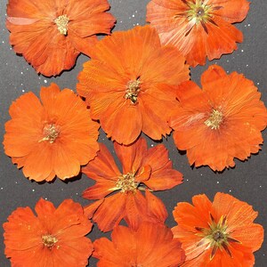 Pressed Orange Cosmos Flower. Natural Dried Flower for Craft Projects ...