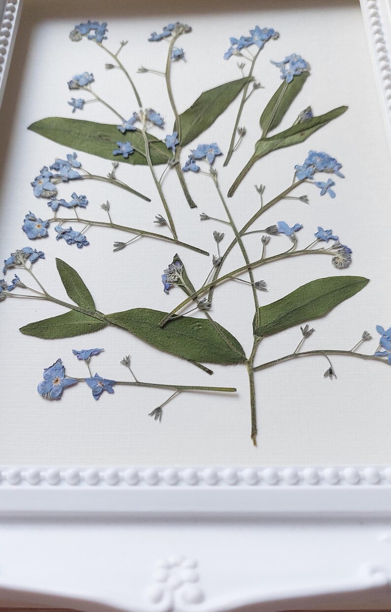 Forget Me-not Flower for Resin Jewelry. Real Pressed Forget Me-not for ...