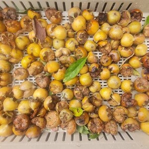 Medlar Trees-spring! Mespilus, Զկեռ; Mushmoll, Musmula, Meslier, Medler ...