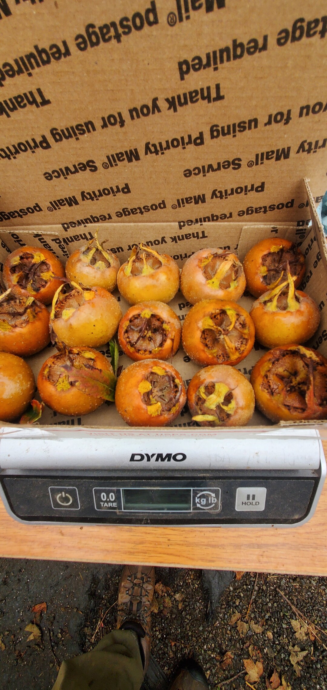 Medlar Trees-spring Mespilus, Զկեռ Mushmoll, Musmula, Meslier, Medler ...