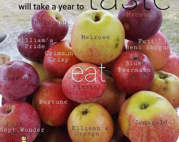 Fortuniana Rootstock - Etsy