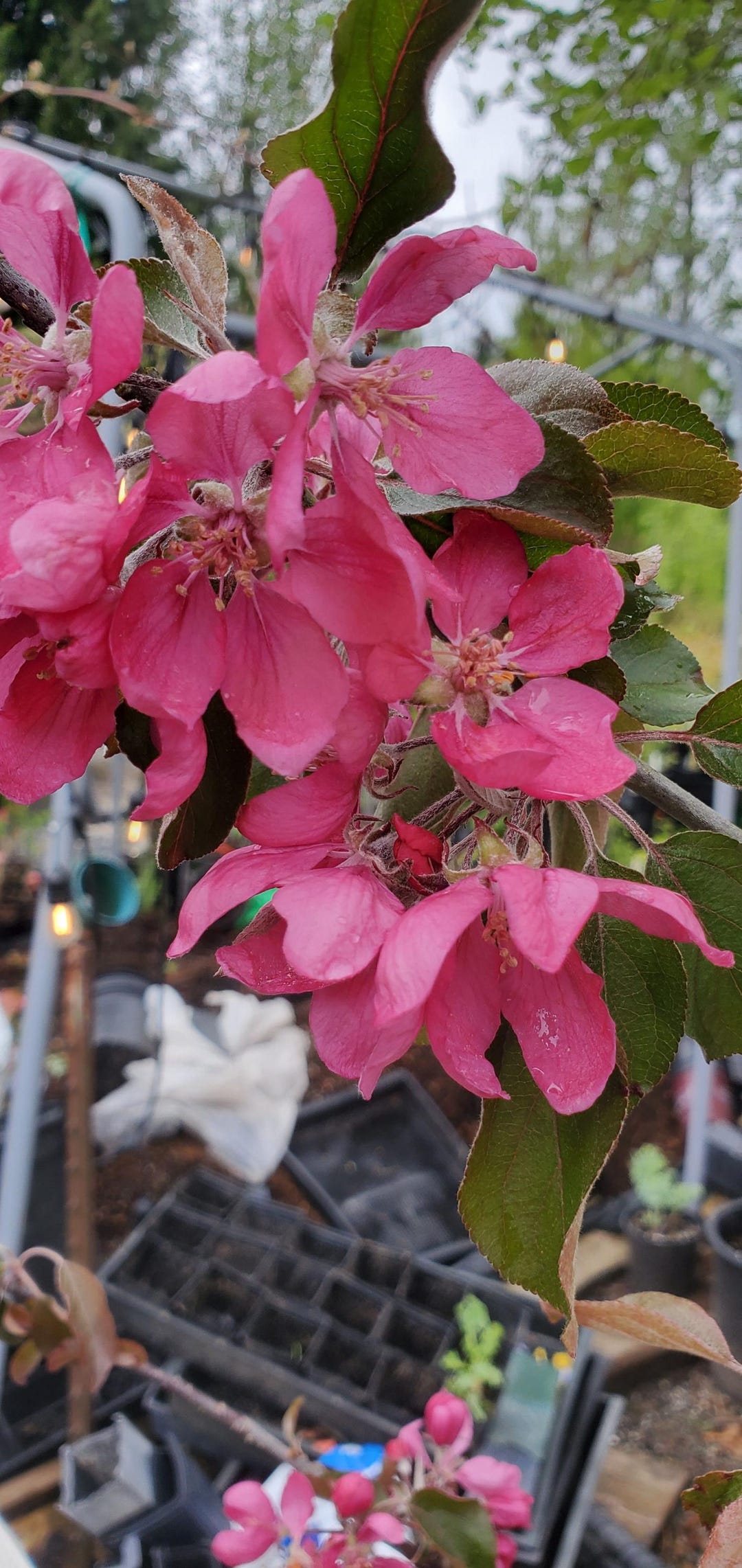 Apple Trees (2), Redfleshed, 5 Yo, Fruiting Dwarf-standard, Honeycrisp ...
