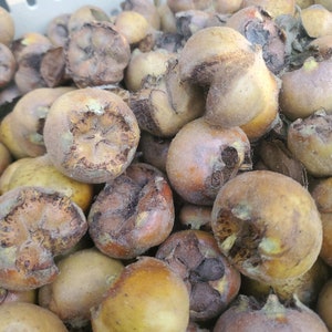 Medlar Trees-spring! Mespilus, Զկեռ; Mushmoll, Musmula, Meslier, Medler ...