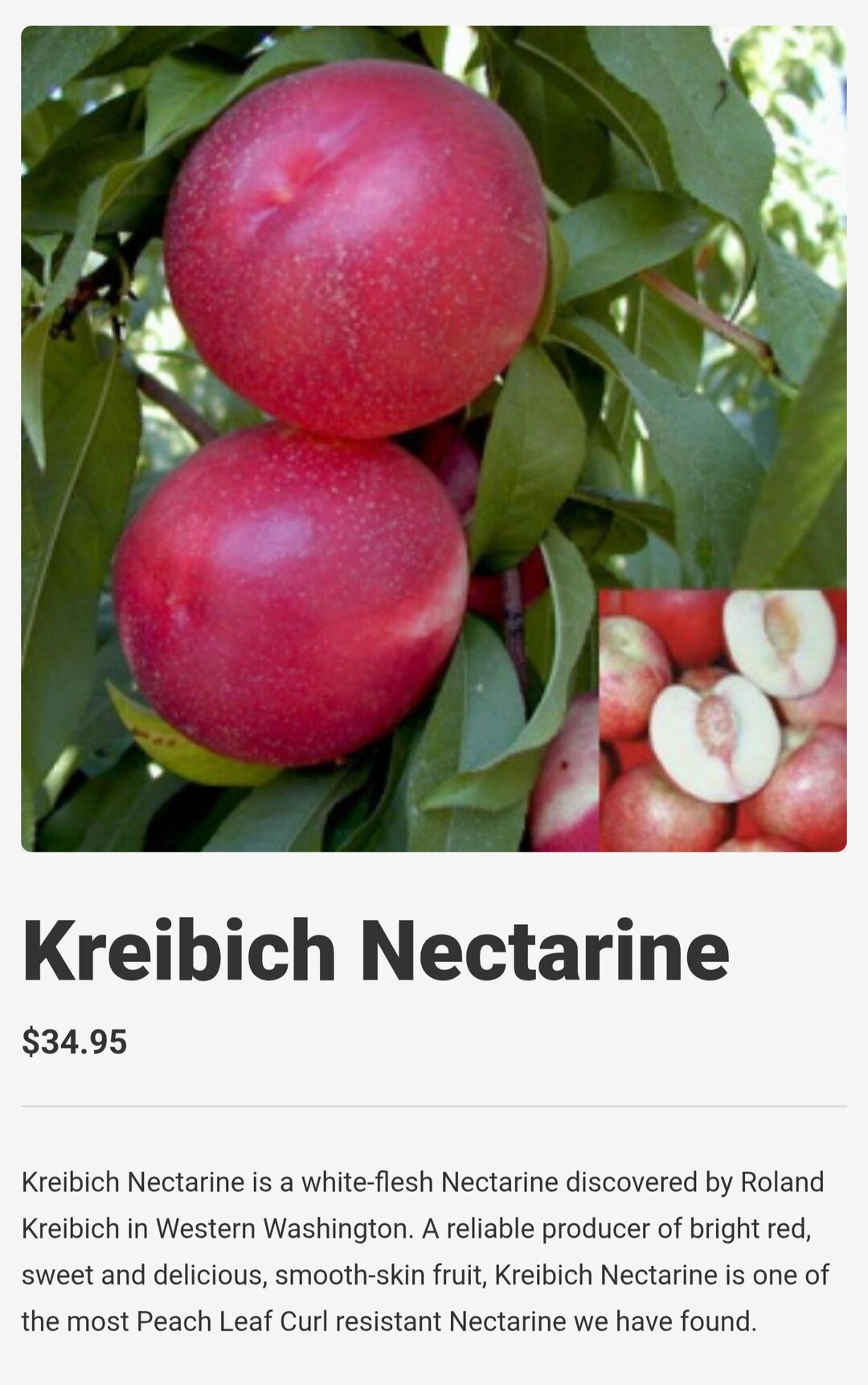 Nectarines 1 Gallon Trees 2 Varieties, Kreibich and Morton. FREE ...
