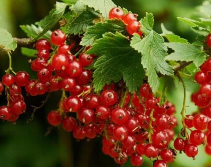 1 Perfection Red Currant Plant, Zones 3-7 - Etsy