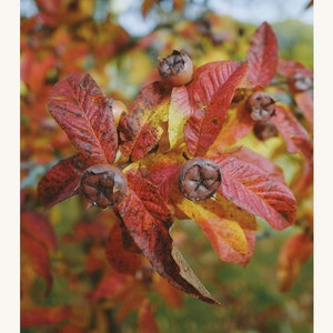 Medlar Trees-spring Mespilus, Զկեռ Mushmoll, Musmula, Meslier, Medler ...