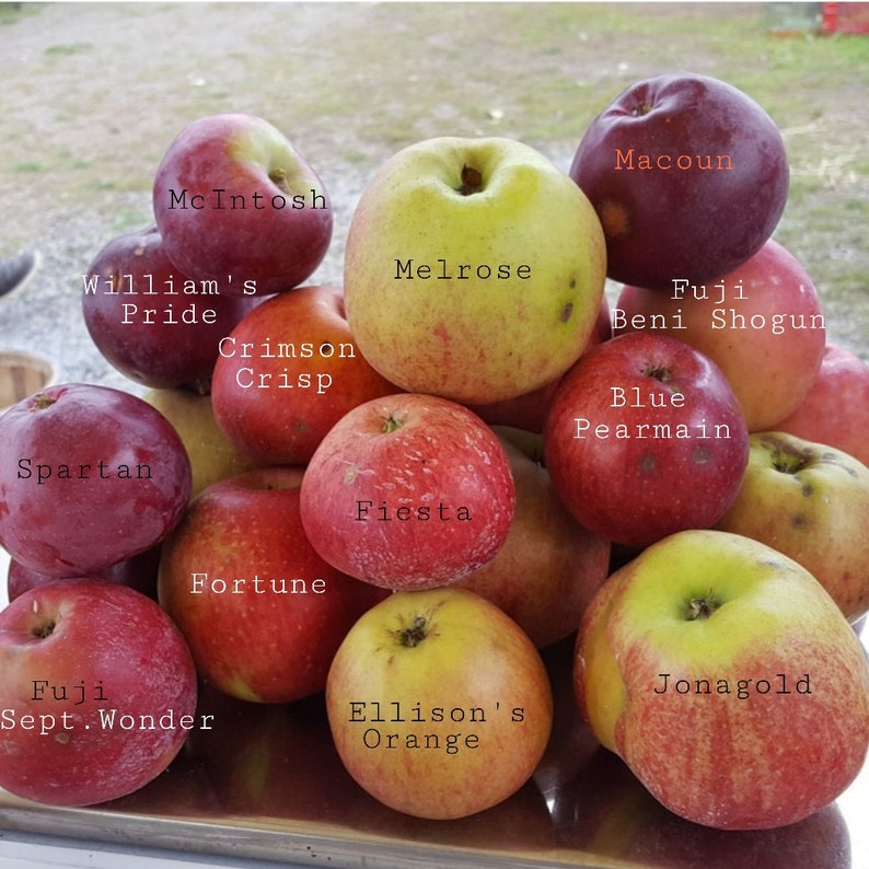 Dwarf Honeycrisp Apple Tree, Grafted This Month. Bonus Month of May ADD ...