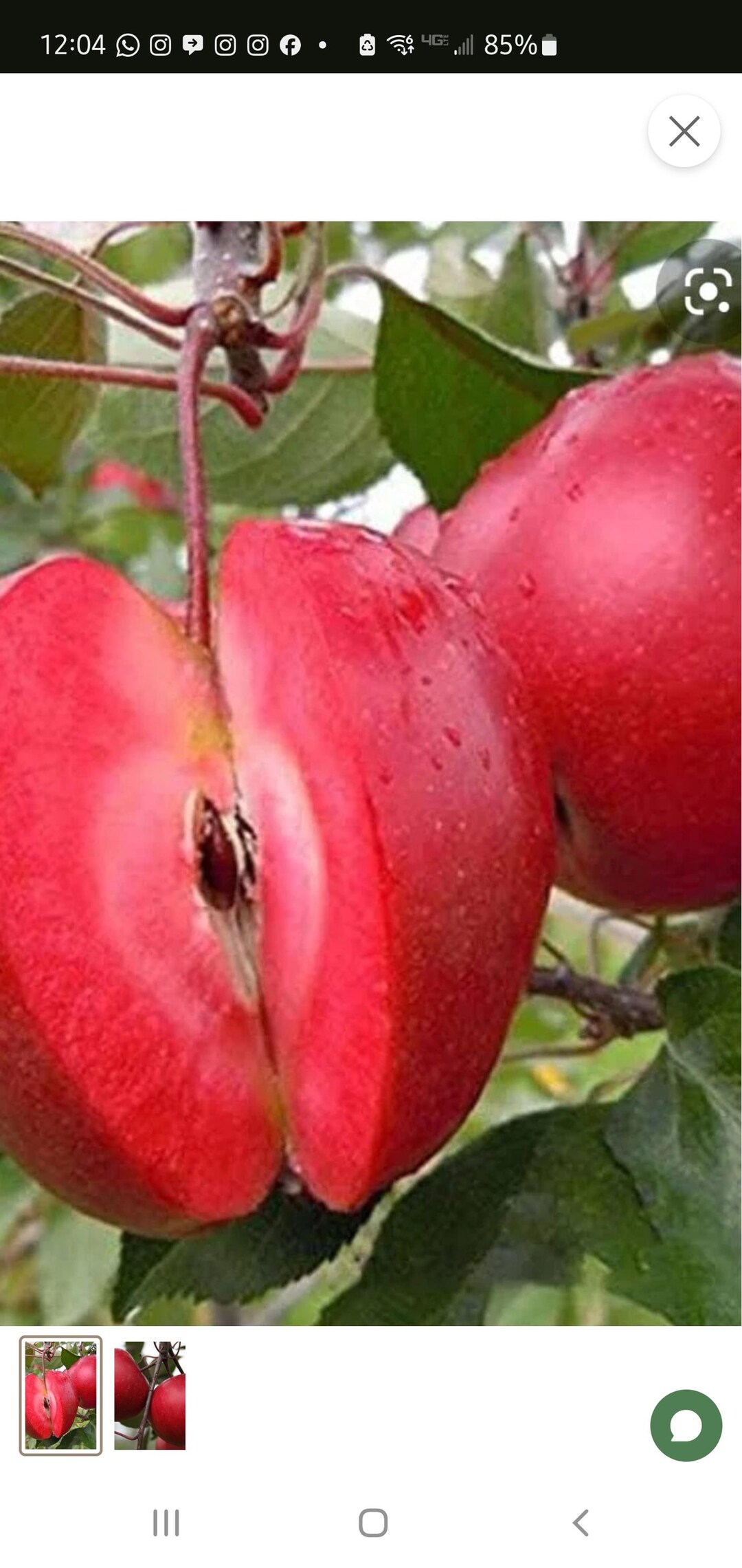 Free Shipping! Calypso Apple - Best Tasting Red Fleshed, High ...