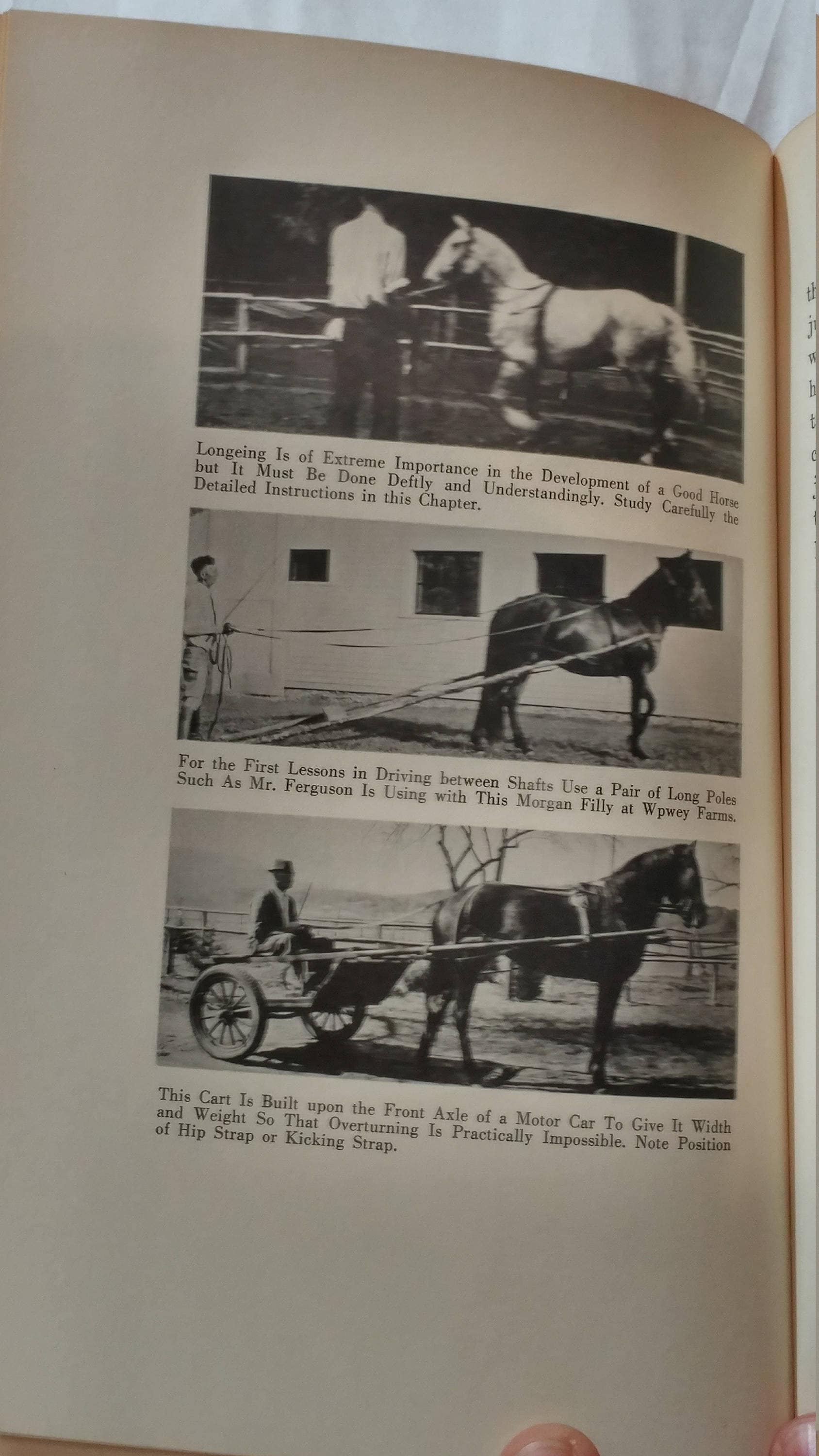 Antique Book Breeding Your Own or Raising Colts for Pleasure - Etsy