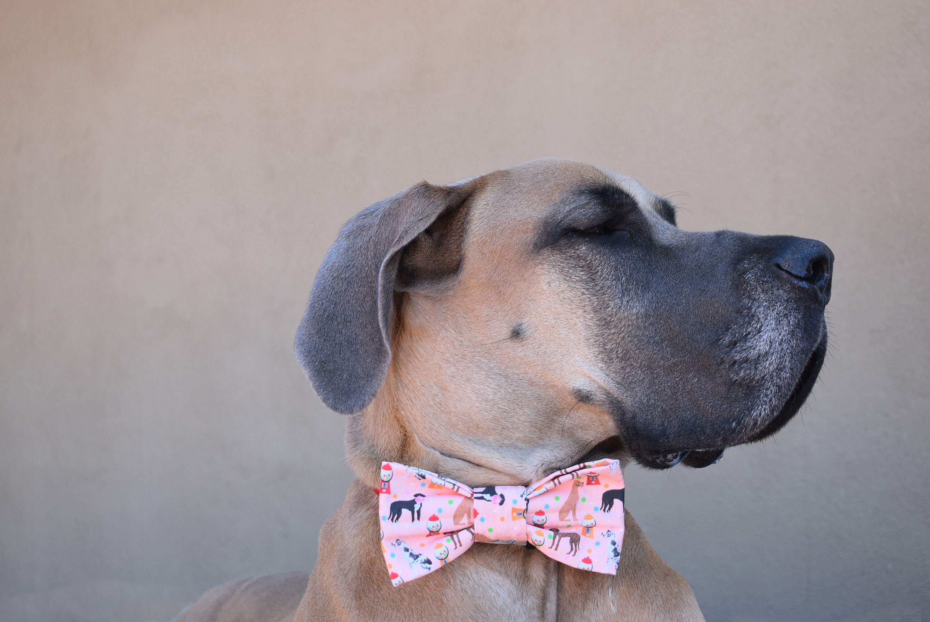 Bubbalicious Bow Tie Dachshund Accessories Great Dane | Etsy