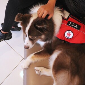 Emotional Support Animal Harness E.S.A. Vest Assistance Animal Reflective Esa Dog Vest 10 Free ...