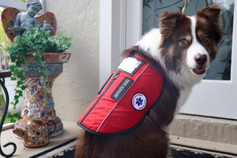 Diy Service Dog Vest Service Dog Gear Premium XX Small And X Small 