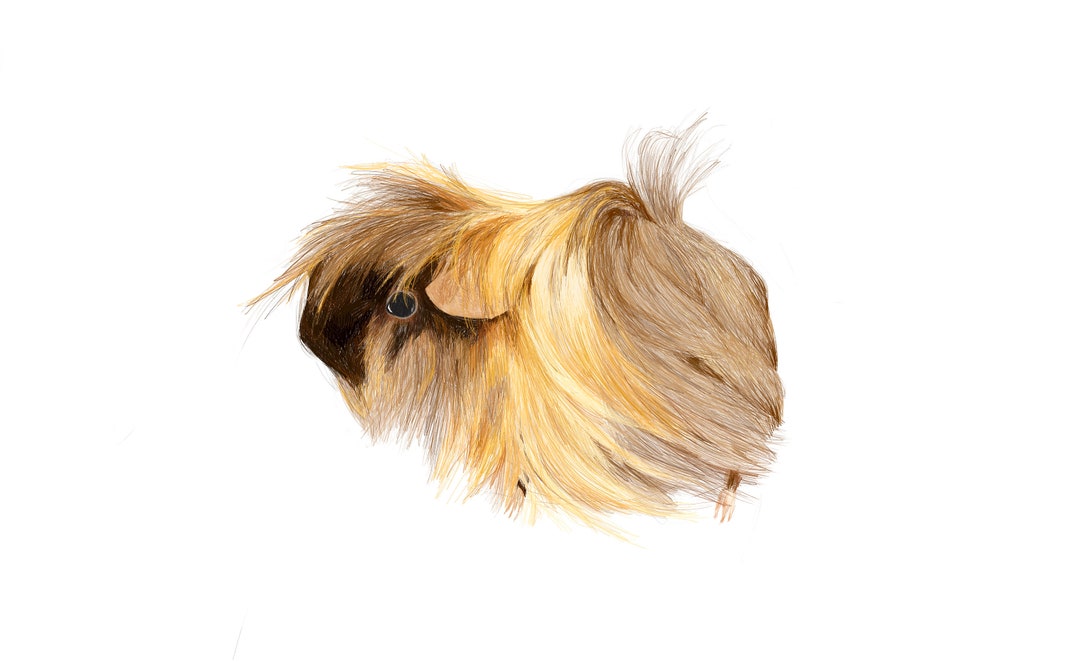 Guinea Pig Blank Note Card with Envelope and Sticker Seal, Card ...