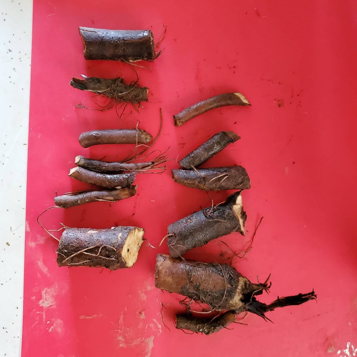 10+ Bocking #4 Comfrey Root Cuttings | Perfect for Gardening & Natural ...