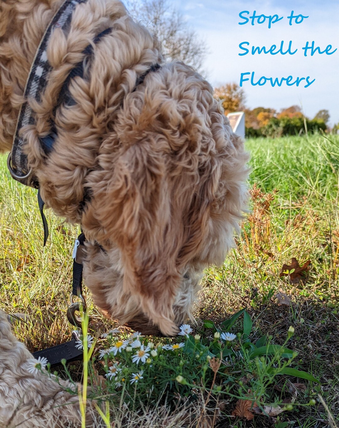 Stop to Smell the Flowers - Etsy