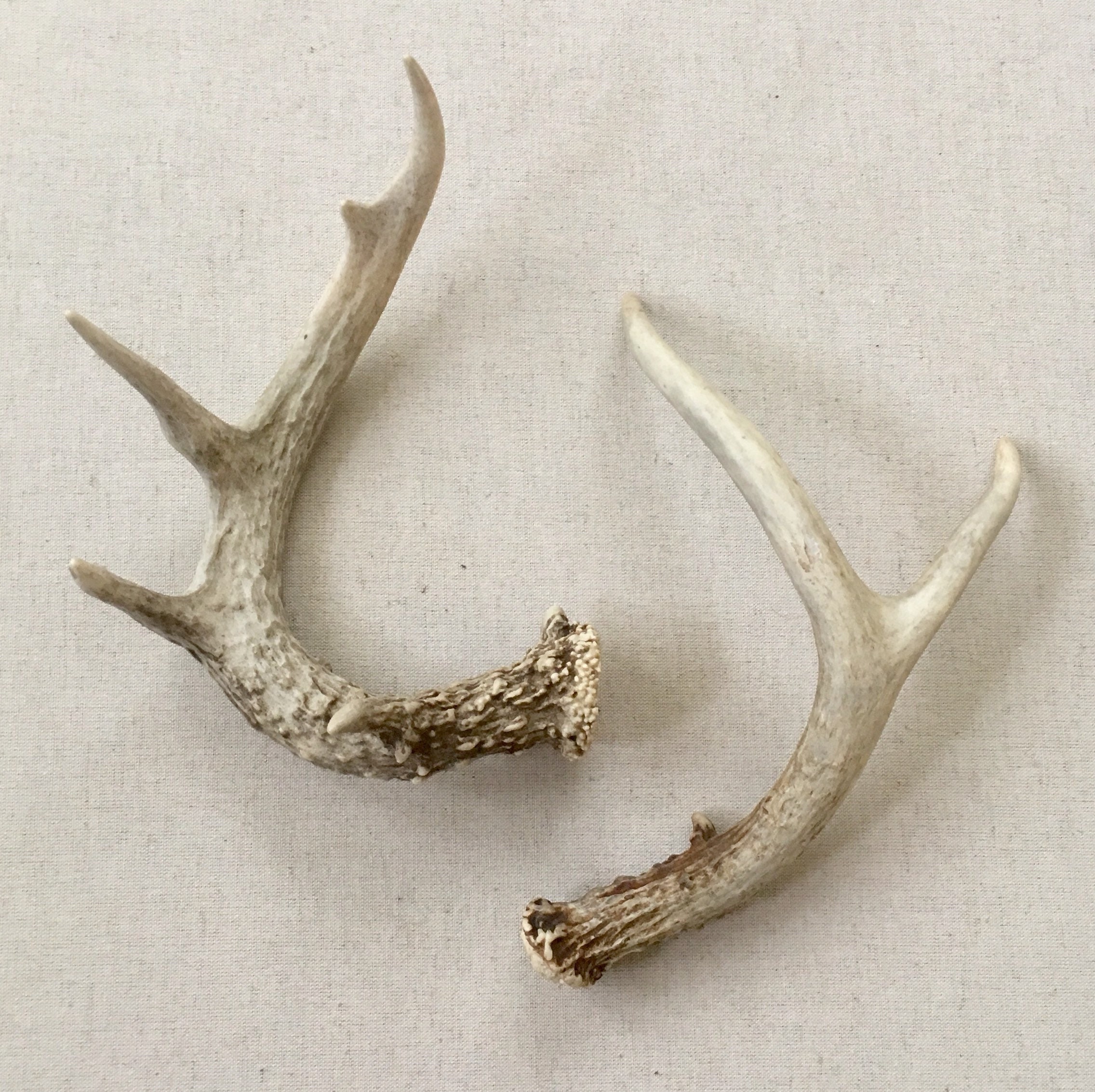 Small Deer Stag Antlers Set of Two Rustic Ranch Ski House Cabin Home ...
