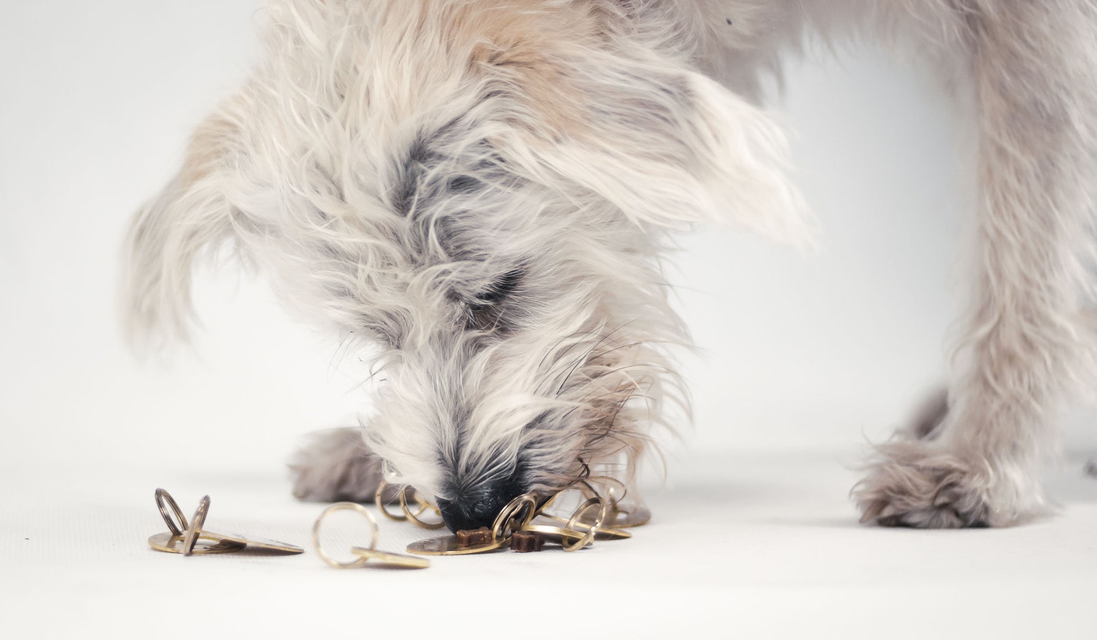 Personalized Hand Stamped Brass Cat Tag Custom Pet ID Cat ID - Etsy