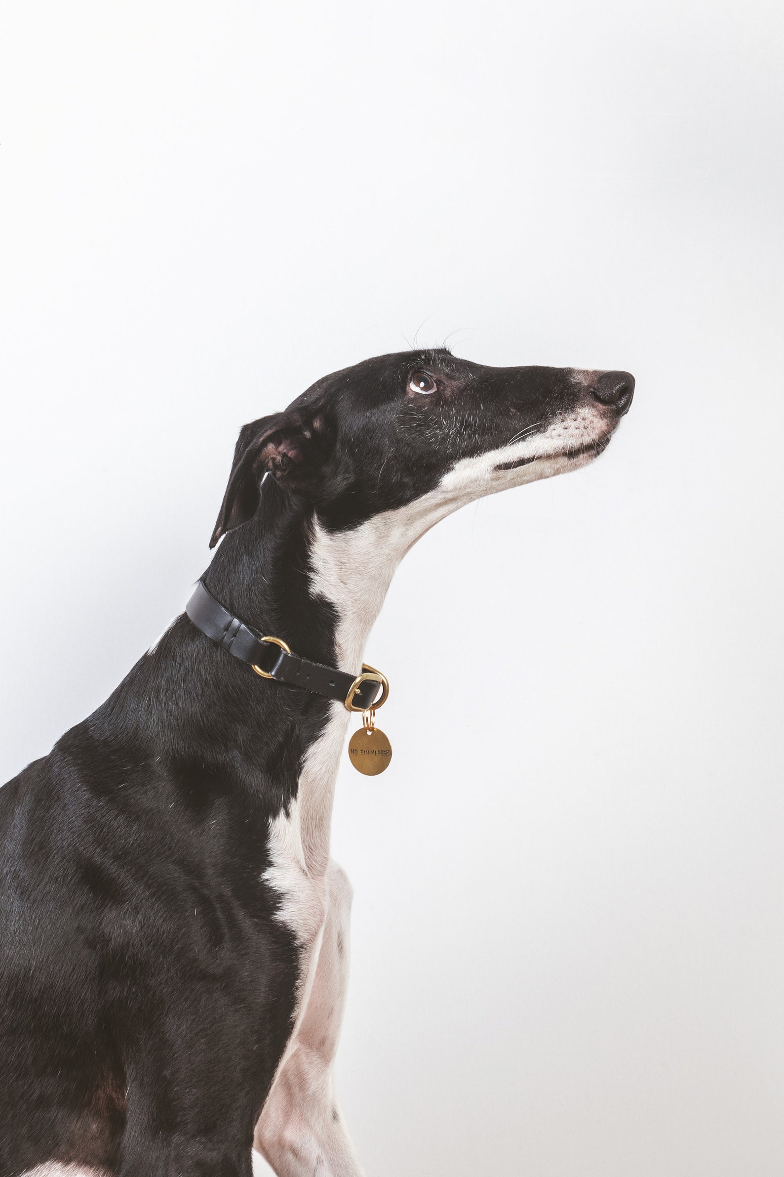 Gold Dog Tag Stamp Front & Back Brass Dog Tag Circle Dog | Etsy