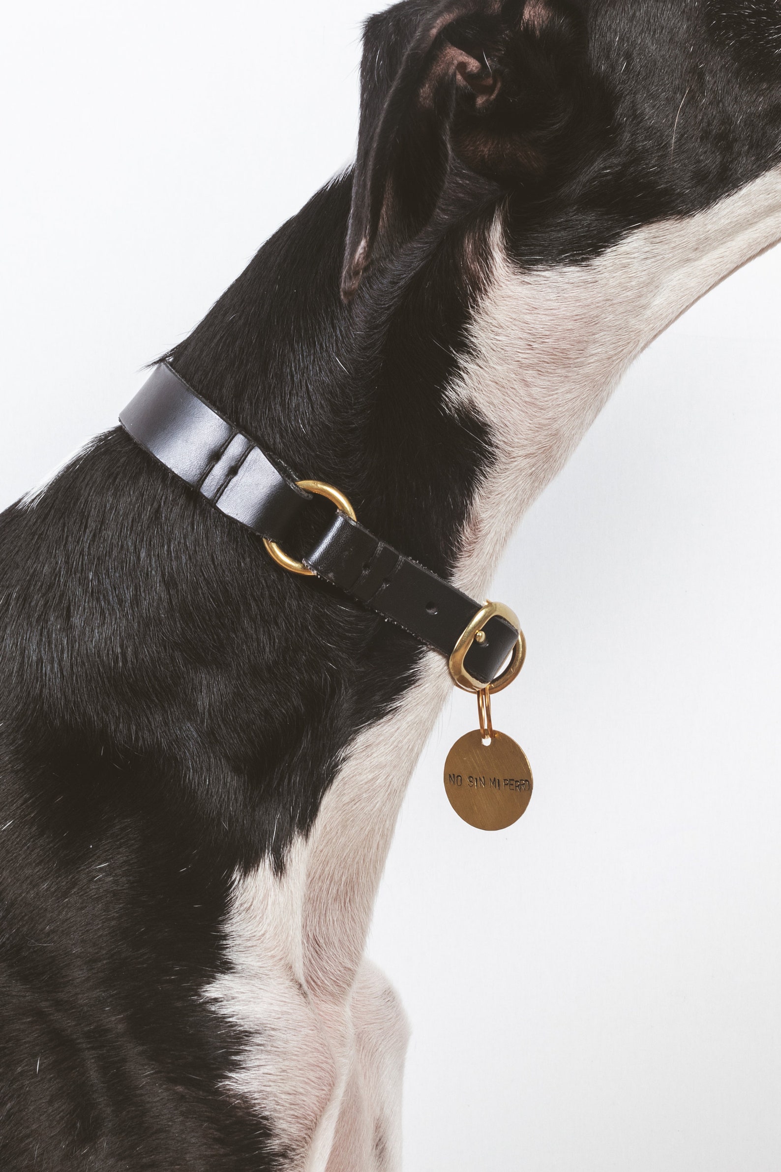 Gold Dog Tag Stamp Front & Back Brass Dog Tag Circle Dog | Etsy