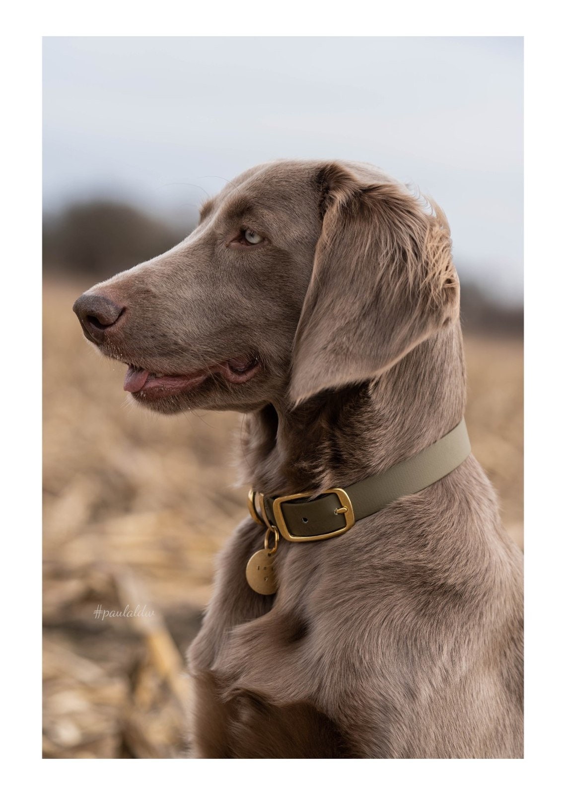 Personalized Dog ID Tag Adventure Dog Tag Hiking Tag - Etsy