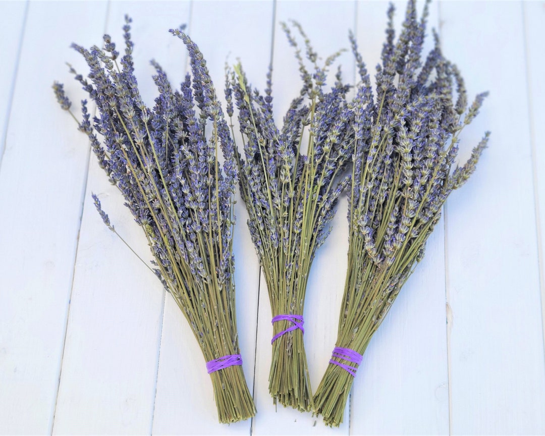 Fragrant Dried Grosso french Lavender Bunch - Etsy