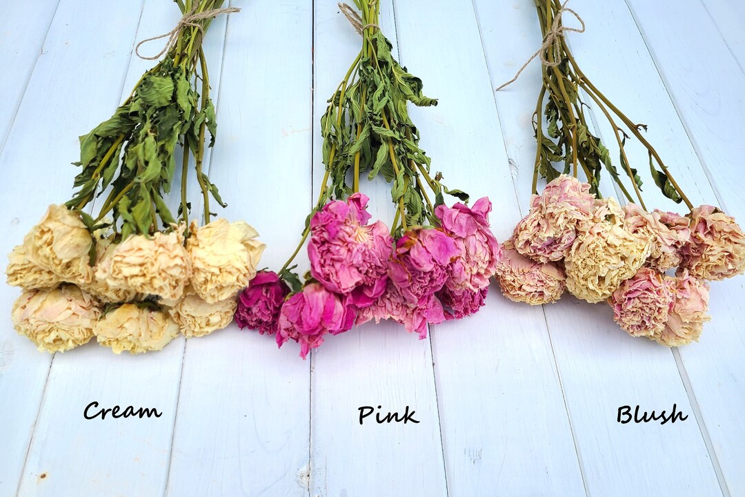 Dried Peony Bouquet, Dried Peony Bunch, Dried Peonies for Weddings ...