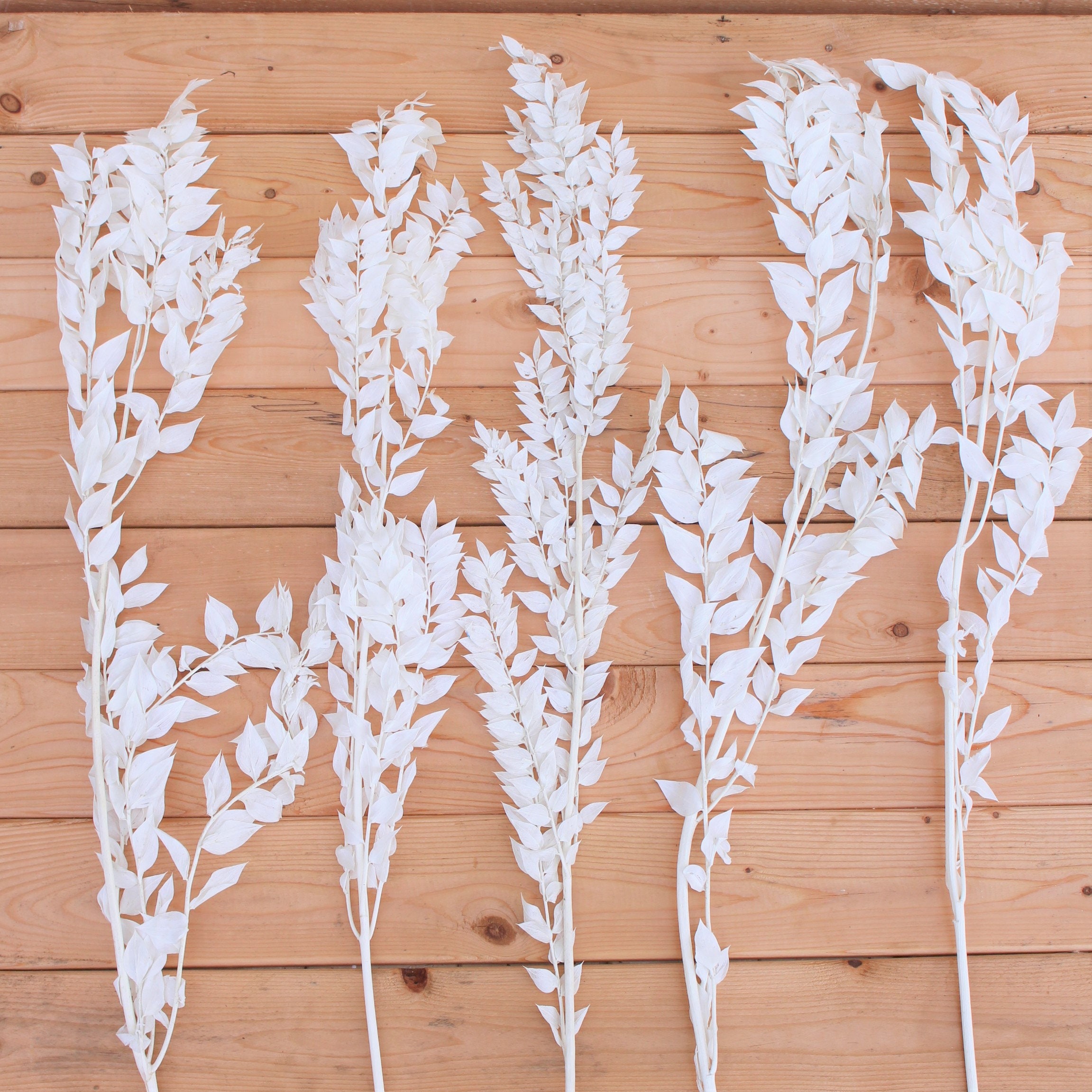 Bleached Preserved Italian White Ruscus / Bleached Flowers/ | Etsy