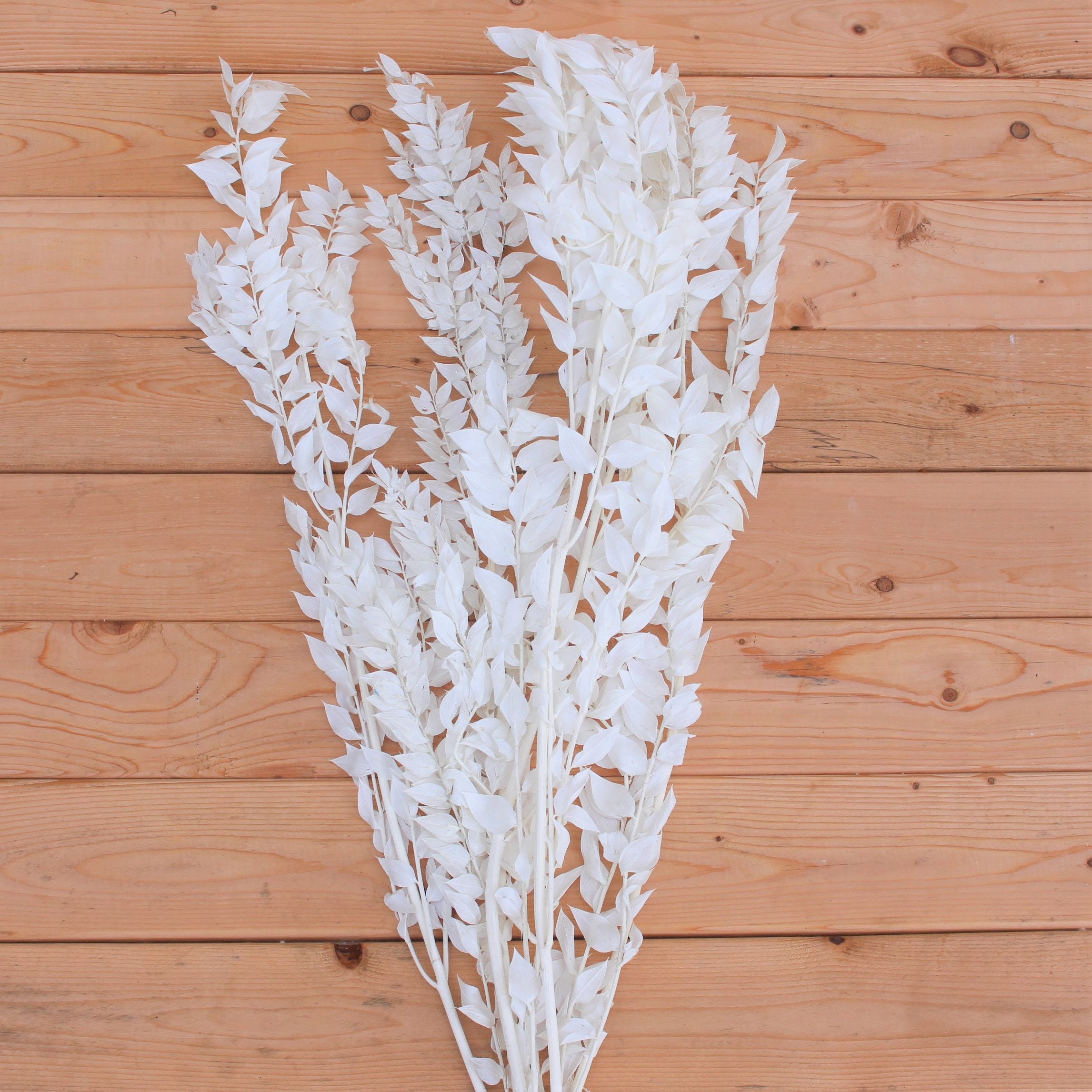 Bleached Preserved Italian White Ruscus / Bleached Flowers/ | Etsy