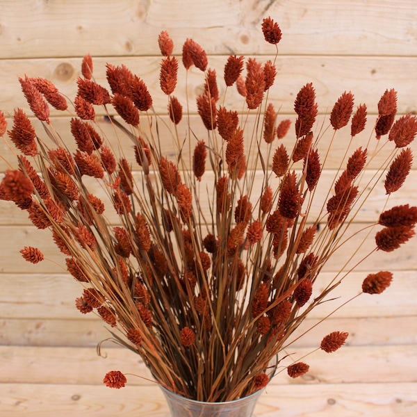 Rust Terracotta Bunny Tails - Etsy
