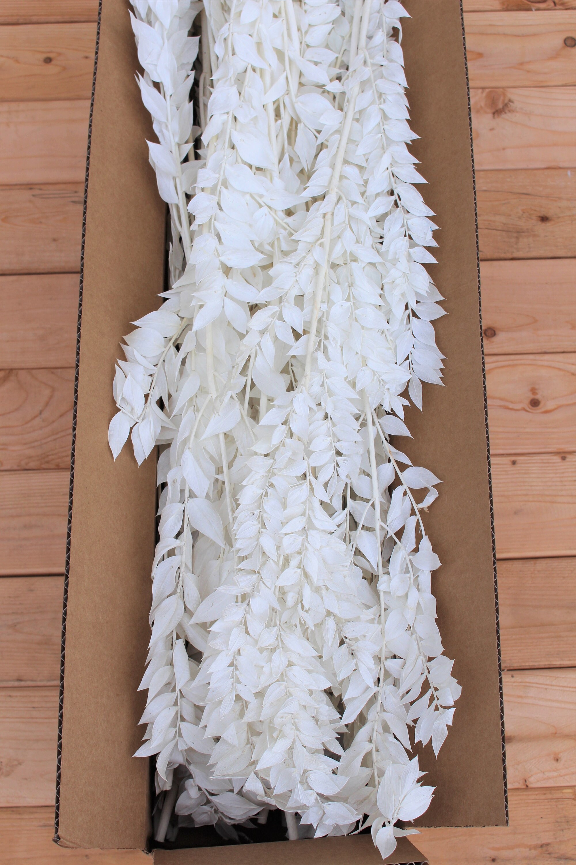 Bleached Preserved Italian White Ruscus / Bleached Flowers/ | Etsy